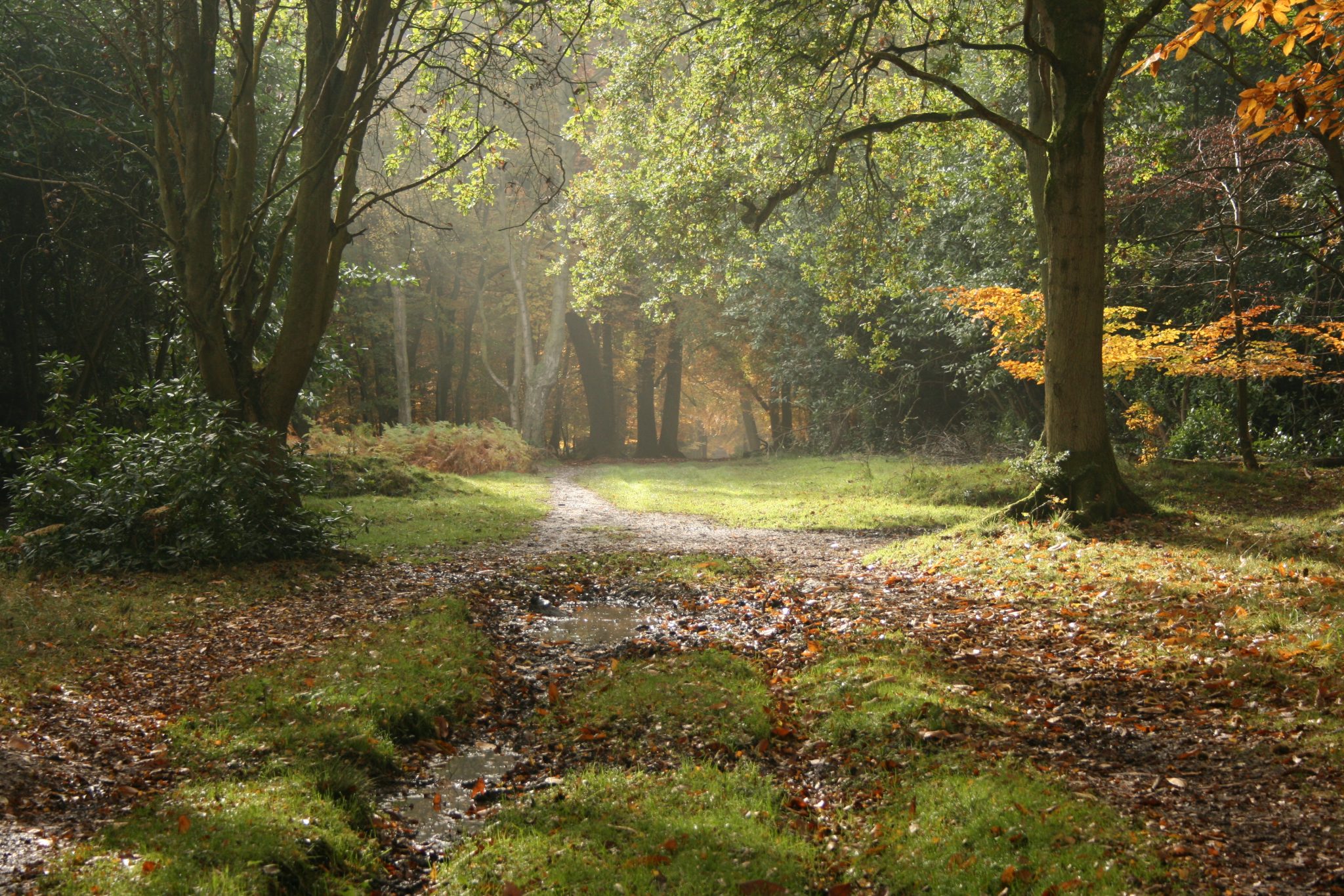 Autumn Introspection – Donna Forbes